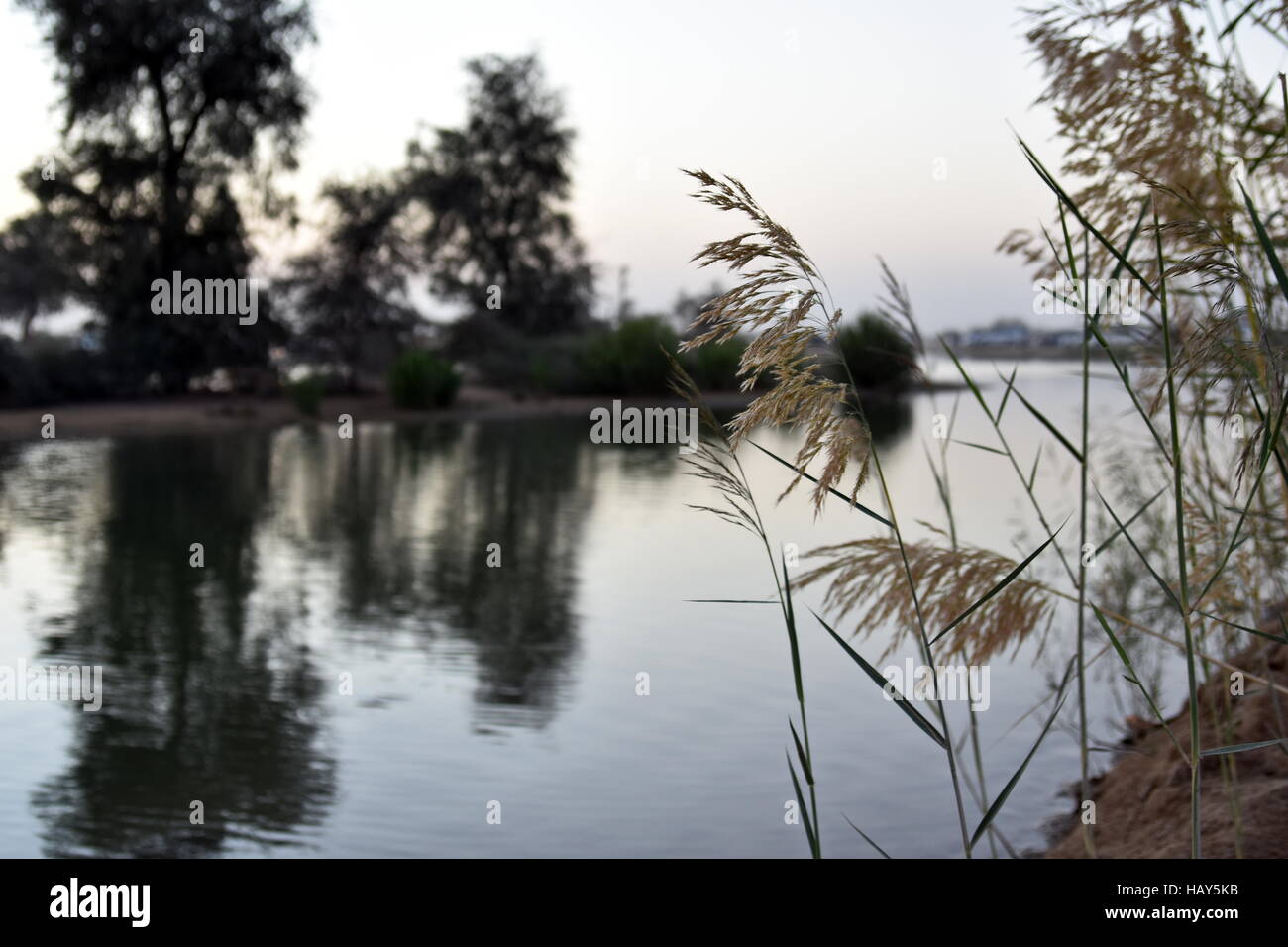 Al Qudra Lake, Dubai, United Arab Emirates Stock Photo - Alamy