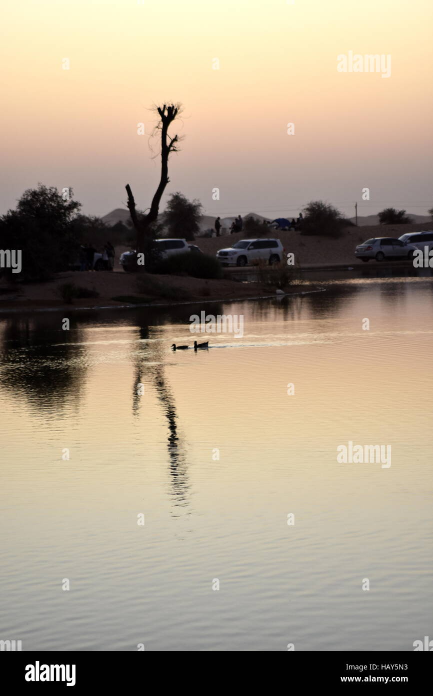Al Qudra Lake, Dubai, United Arab Emirates Stock Photo - Alamy