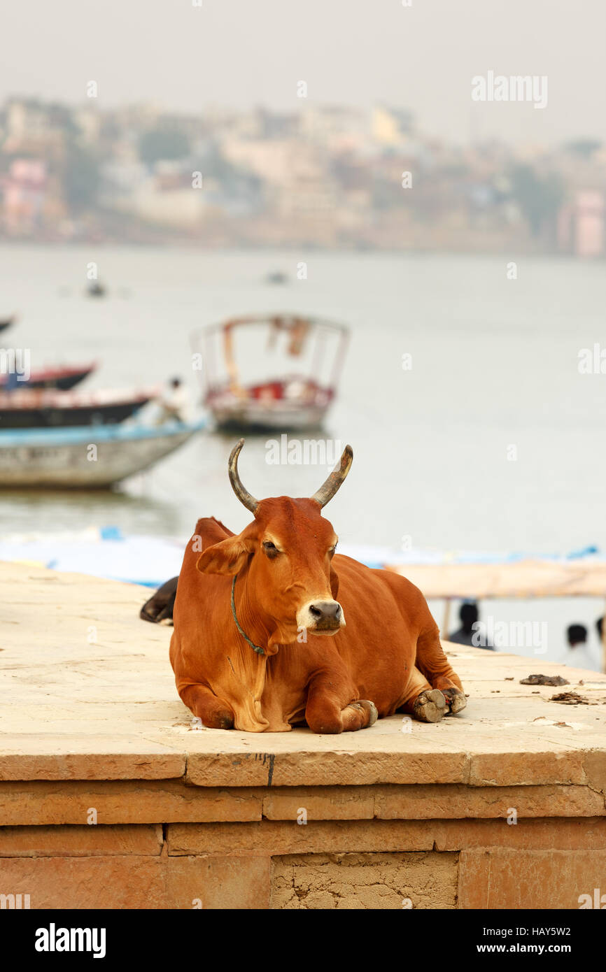 Water ox hi-res stock photography and images - Alamy