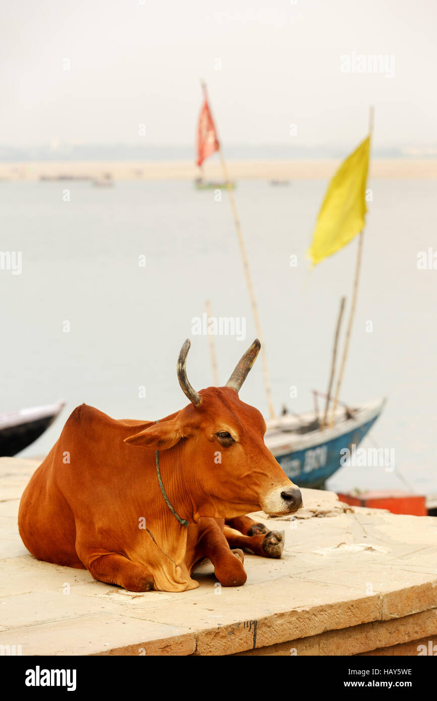 Ox And Cow High Resolution Stock Photography and Images - Alamy