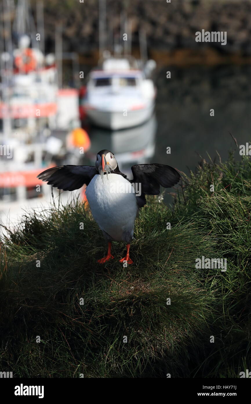Atlantic Puffin with fish in mouth Iceland Stock Photo - Alamy