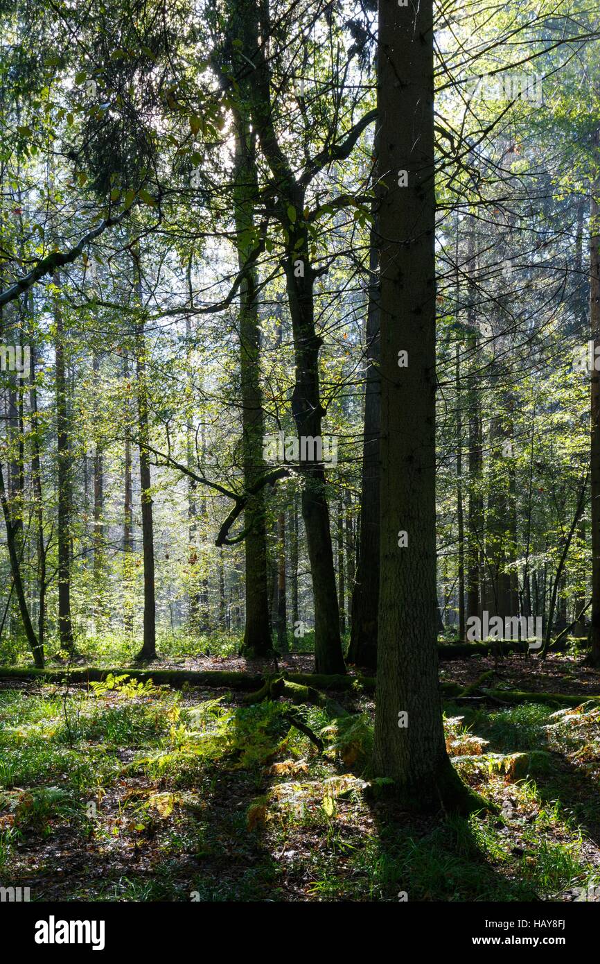 Sunbeam entering rich deciduous riparian stand in misty morning, just ...