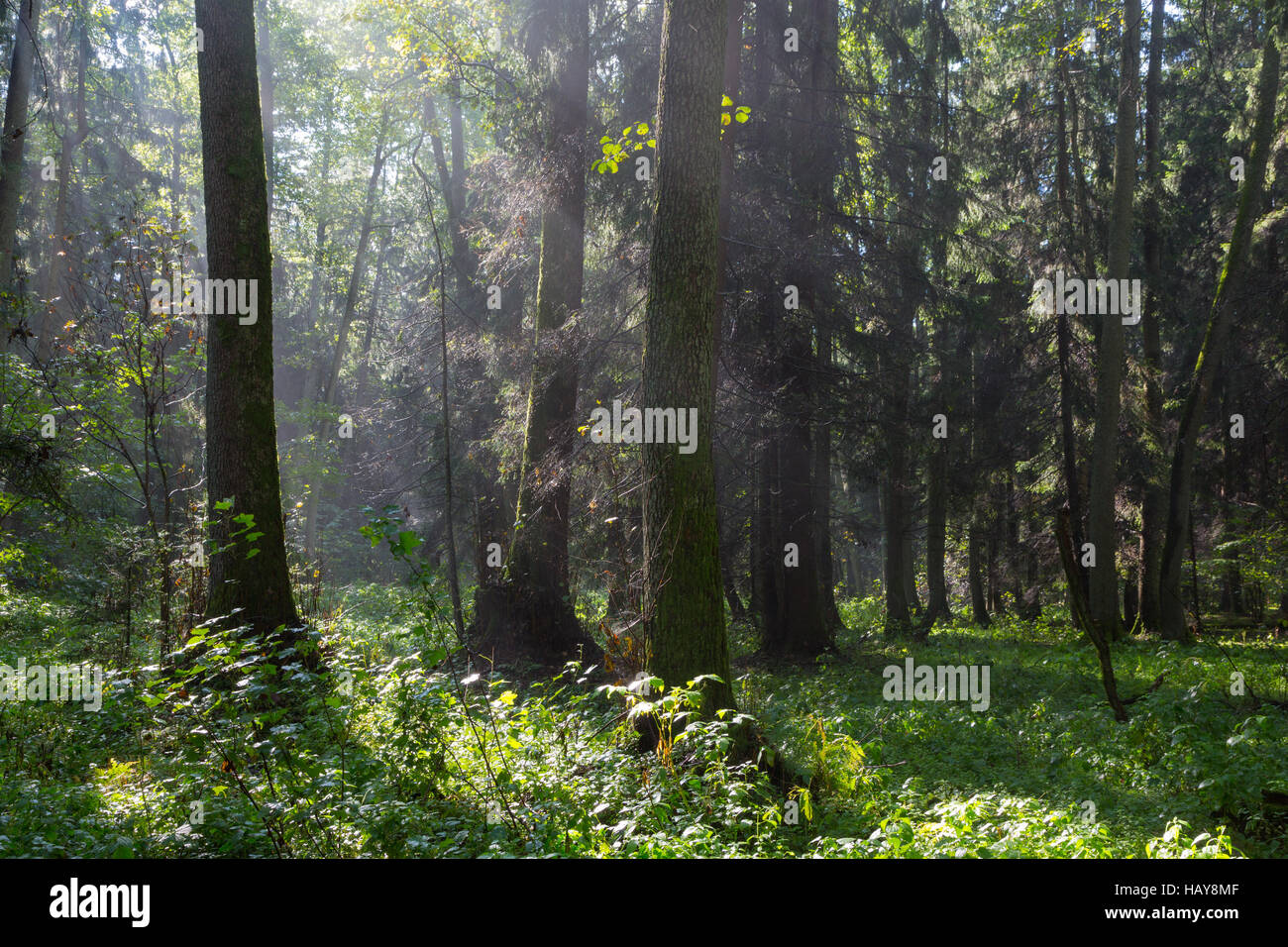 Sunbeam entering rich deciduous riparian stand in misty morning, just ...