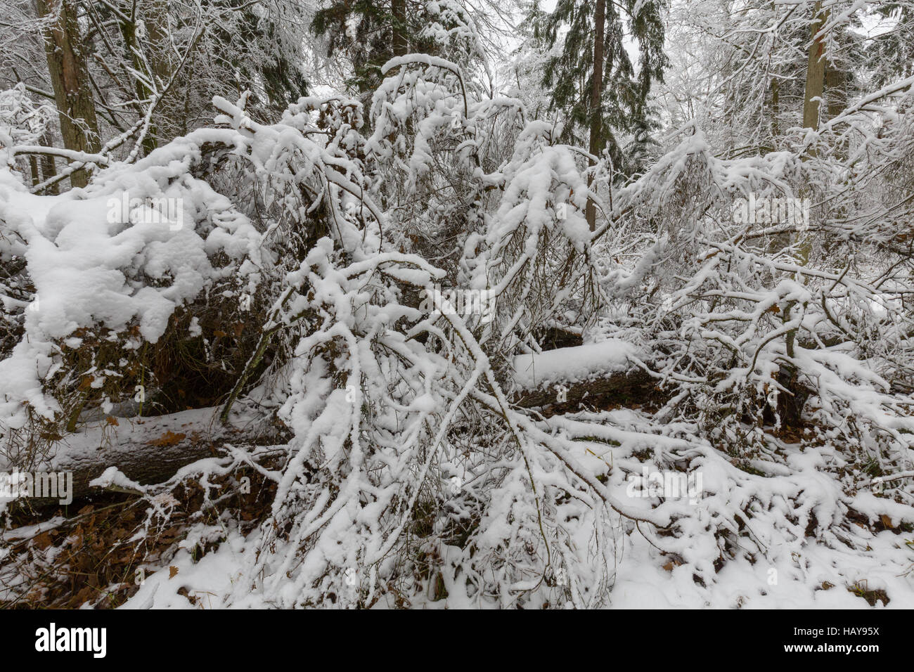 Decline tree hi-res stock photography and images - Alamy