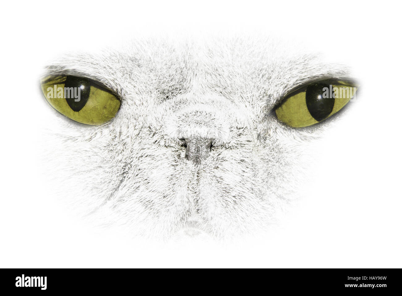 High key - cat eyes Stock Photo - Alamy