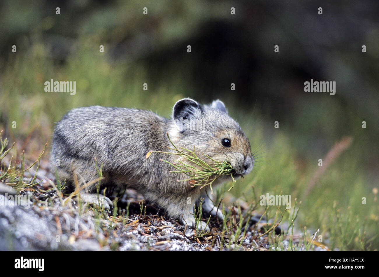 American pika hi-res stock photography and images - Alamy