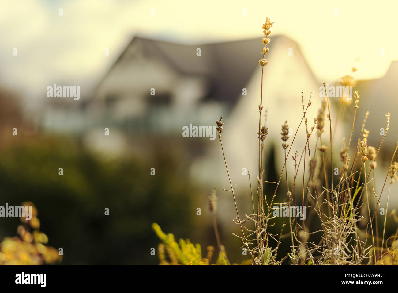 A mild winter Stock Photo - Alamy