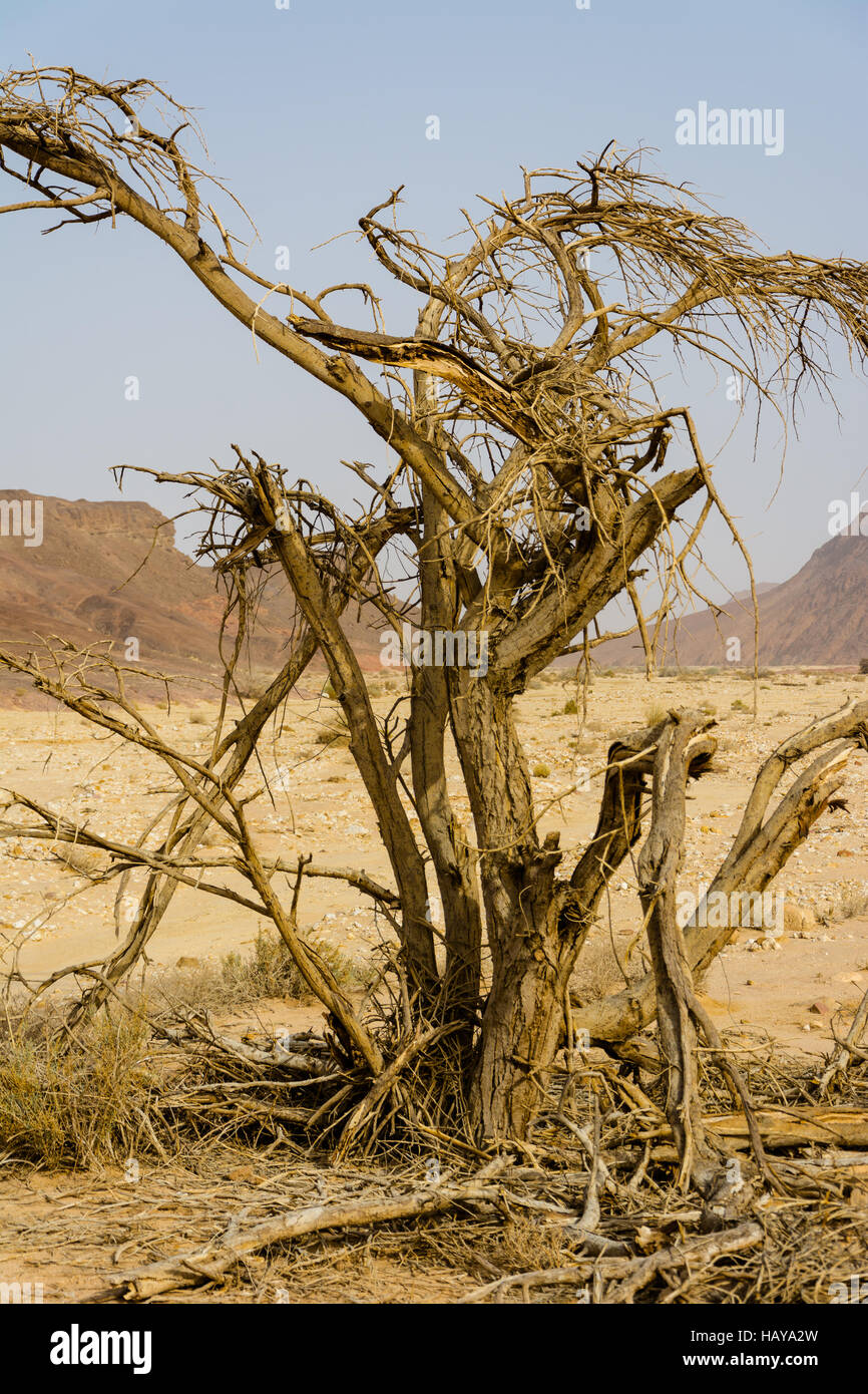 desert - dead tree Stock Photo - Alamy