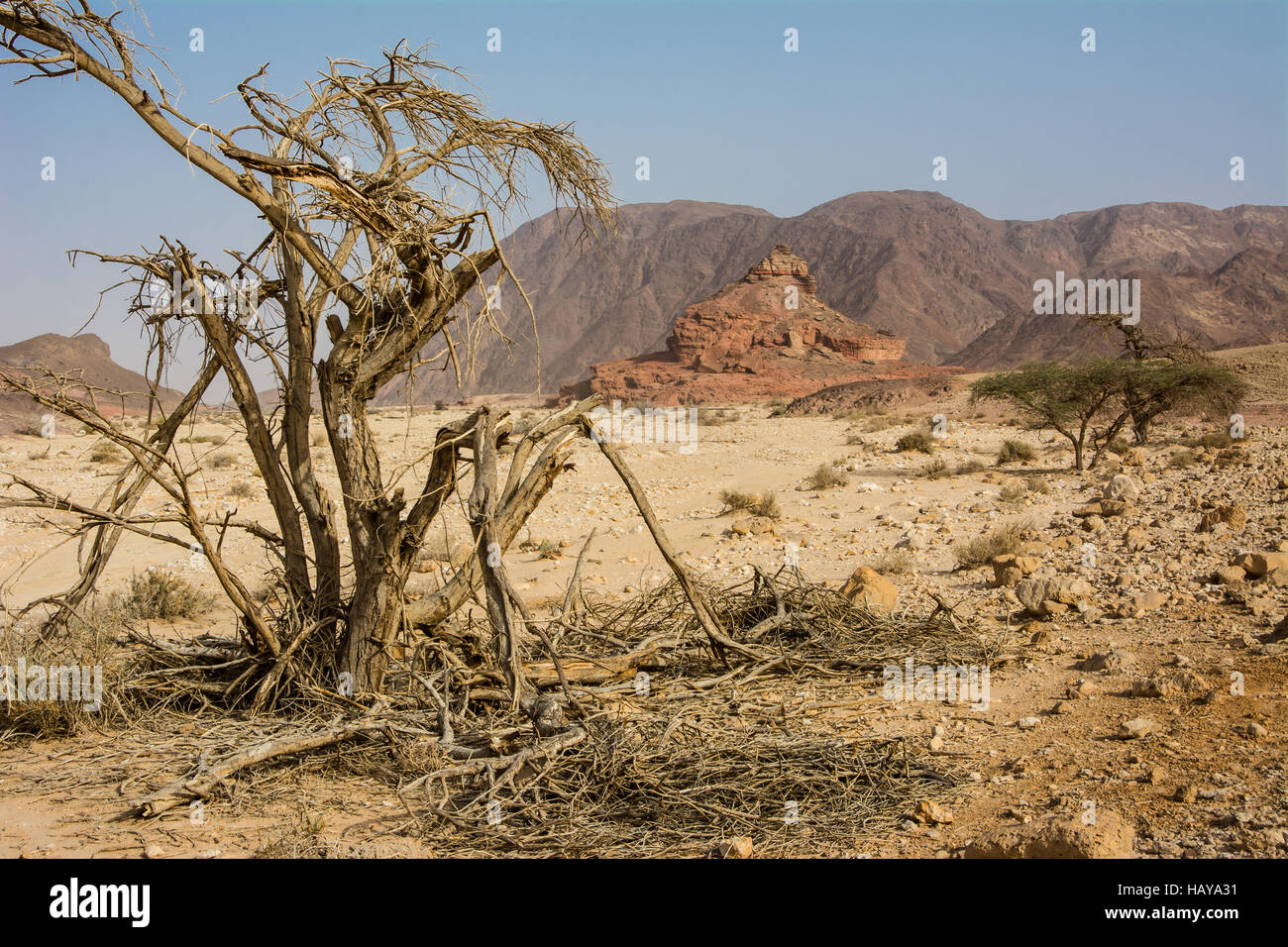 Timna park israel hi-res stock photography and images - Alamy