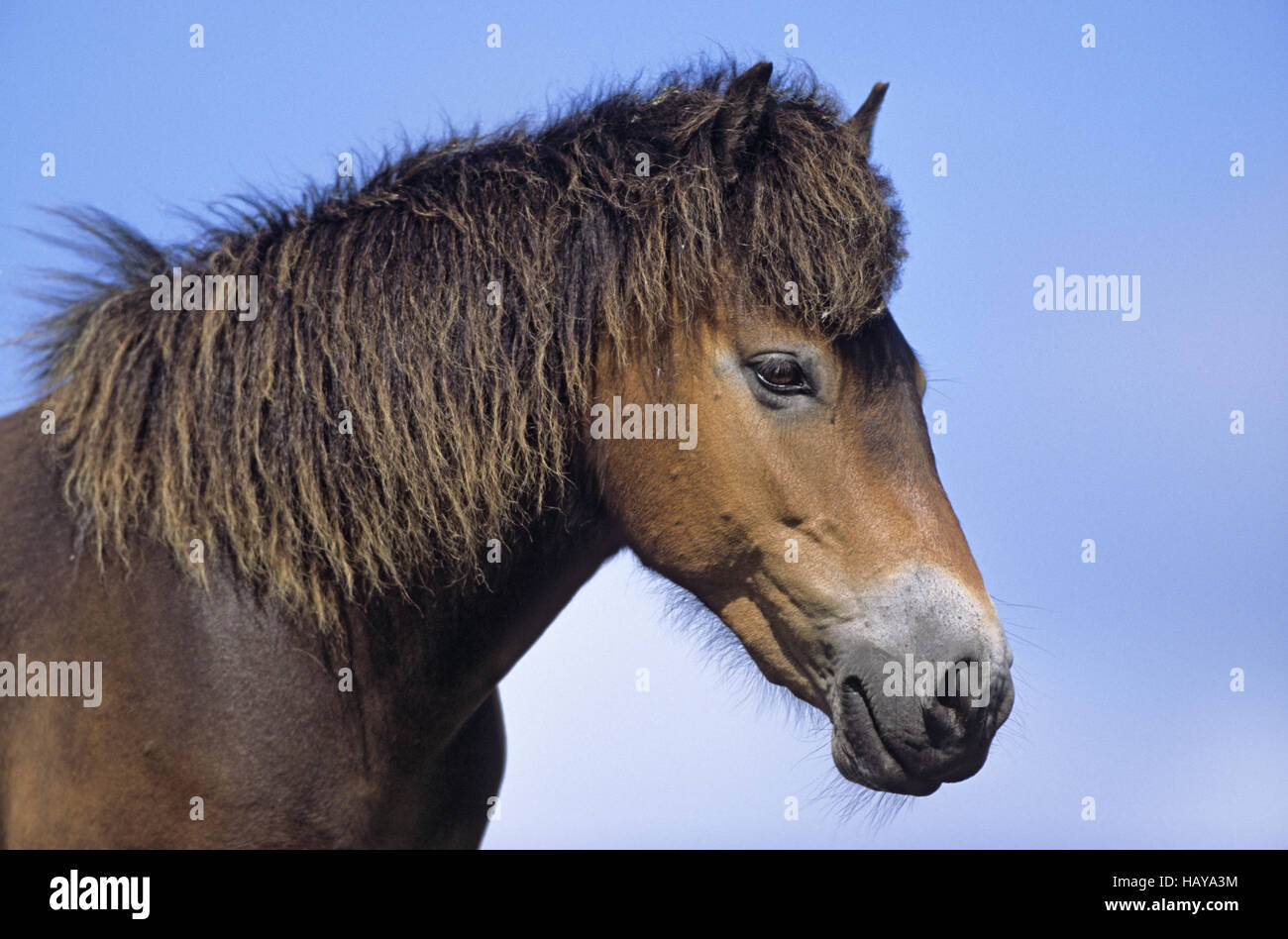 A stallion hi-res stock photography and images - Alamy