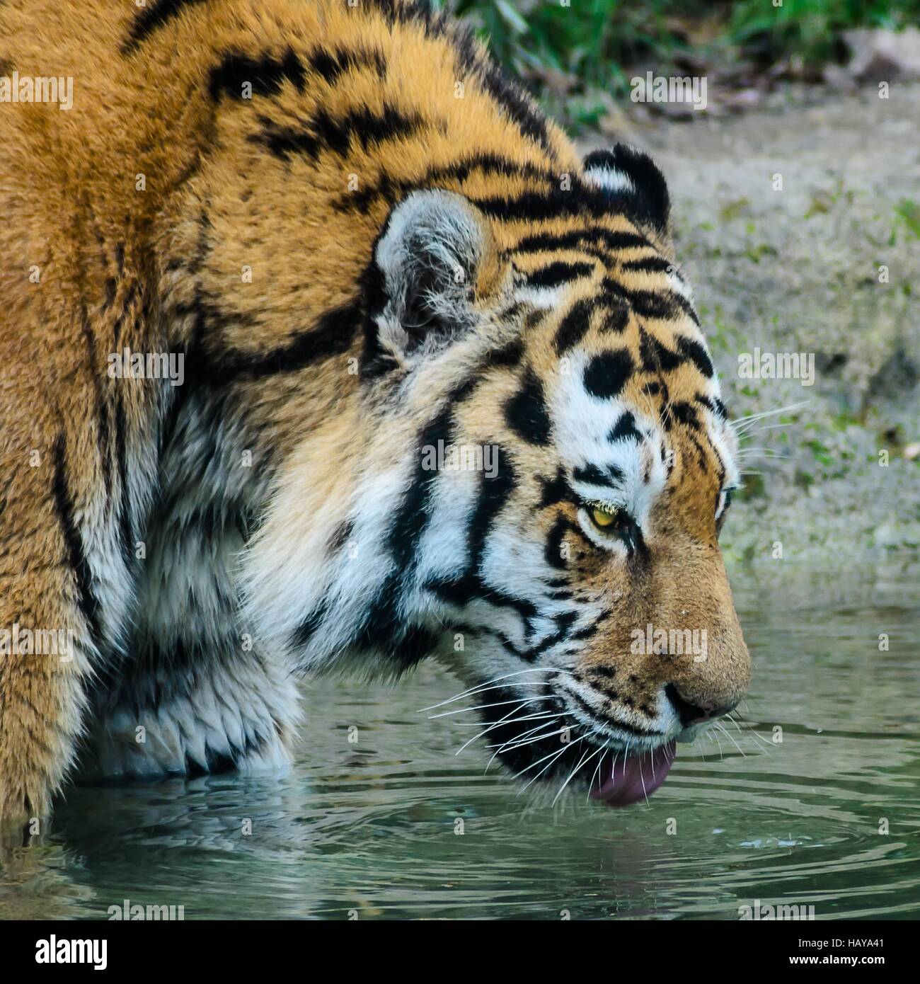 Zoo durstig hi-res stock photography and images - Alamy