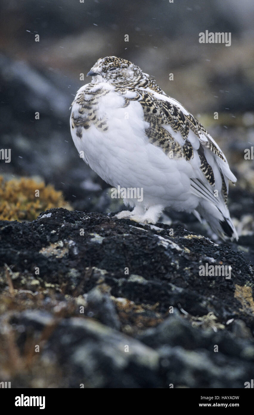 Rock Ptarmigan in snowfall - (Snow Chicken Stock Photo - Alamy
