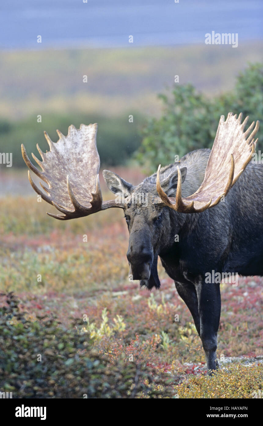 Bull Moose in portrait - (Alaska Moose Stock Photo - Alamy