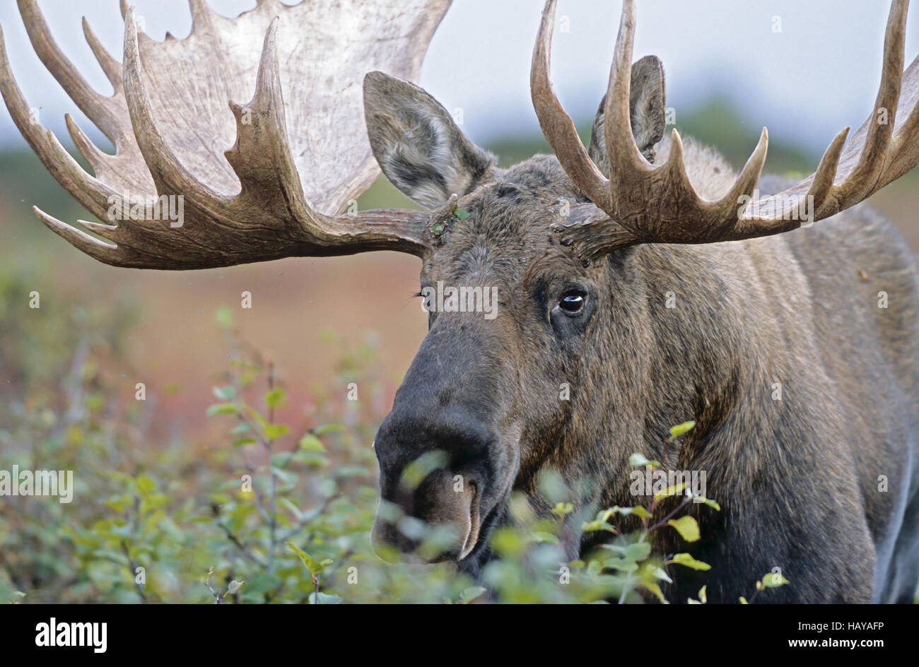 Alaska denali bull moose hi-res stock photography and images - Alamy