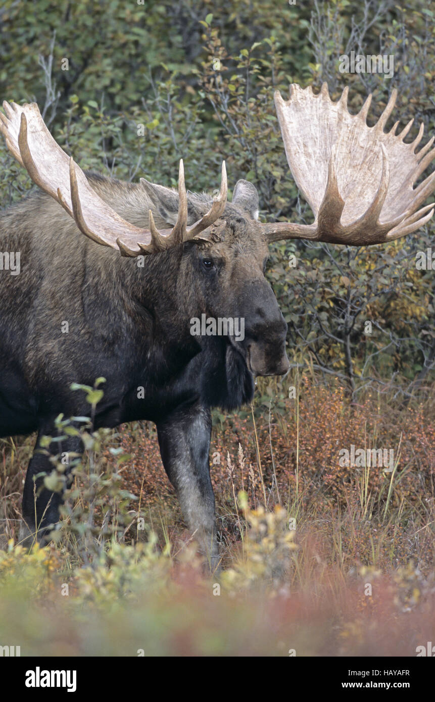 Bull Moose in portrait - (Alaska Moose Stock Photo - Alamy