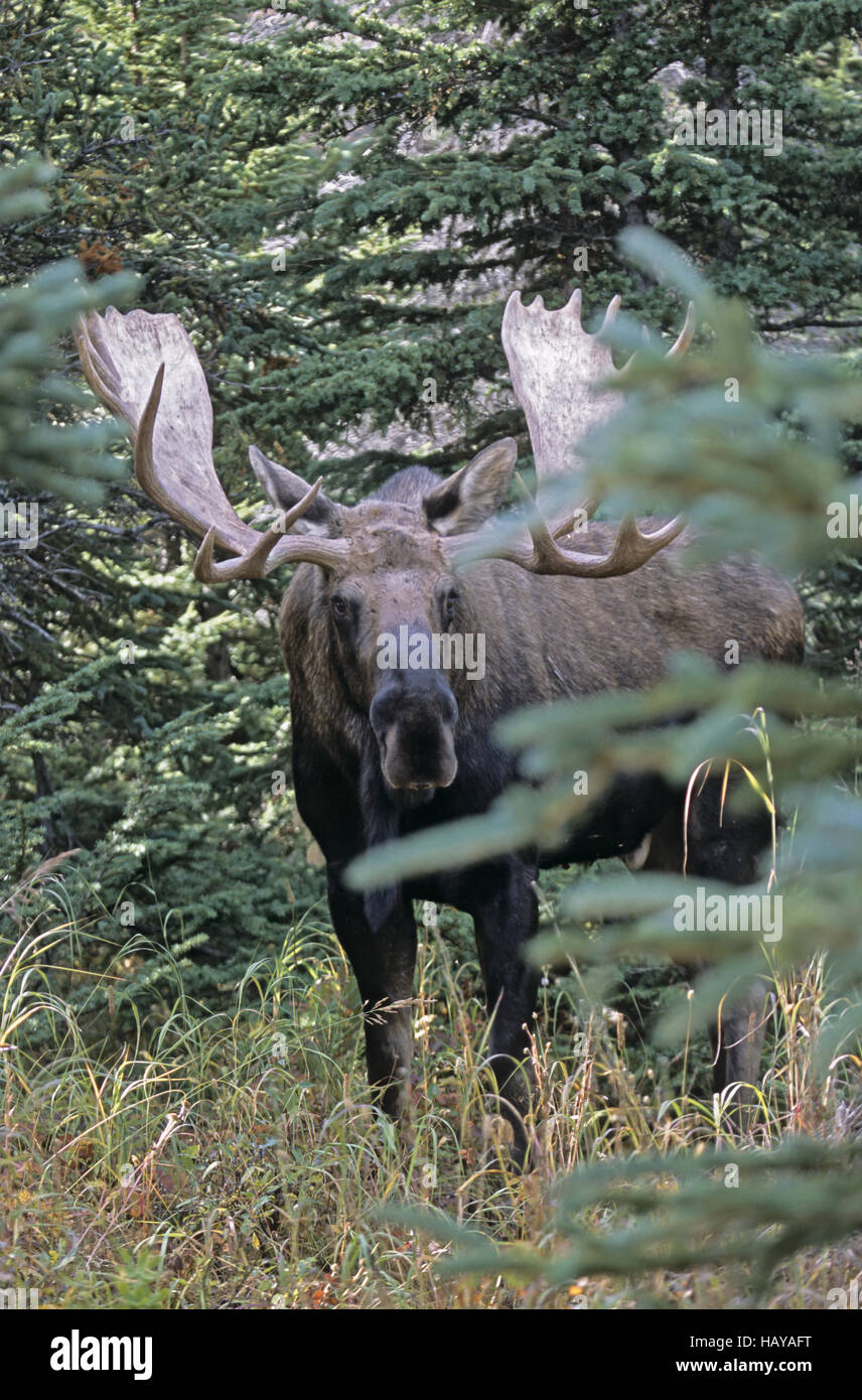 Bull Moose in the taiga - (Alaska Moose Stock Photo - Alamy