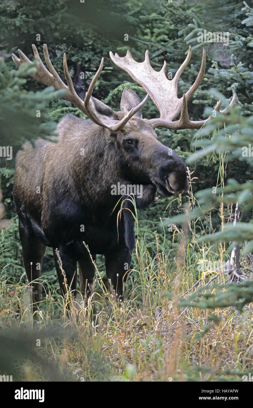 Bull Moose in the taiga - (Alaska Moose Stock Photo - Alamy