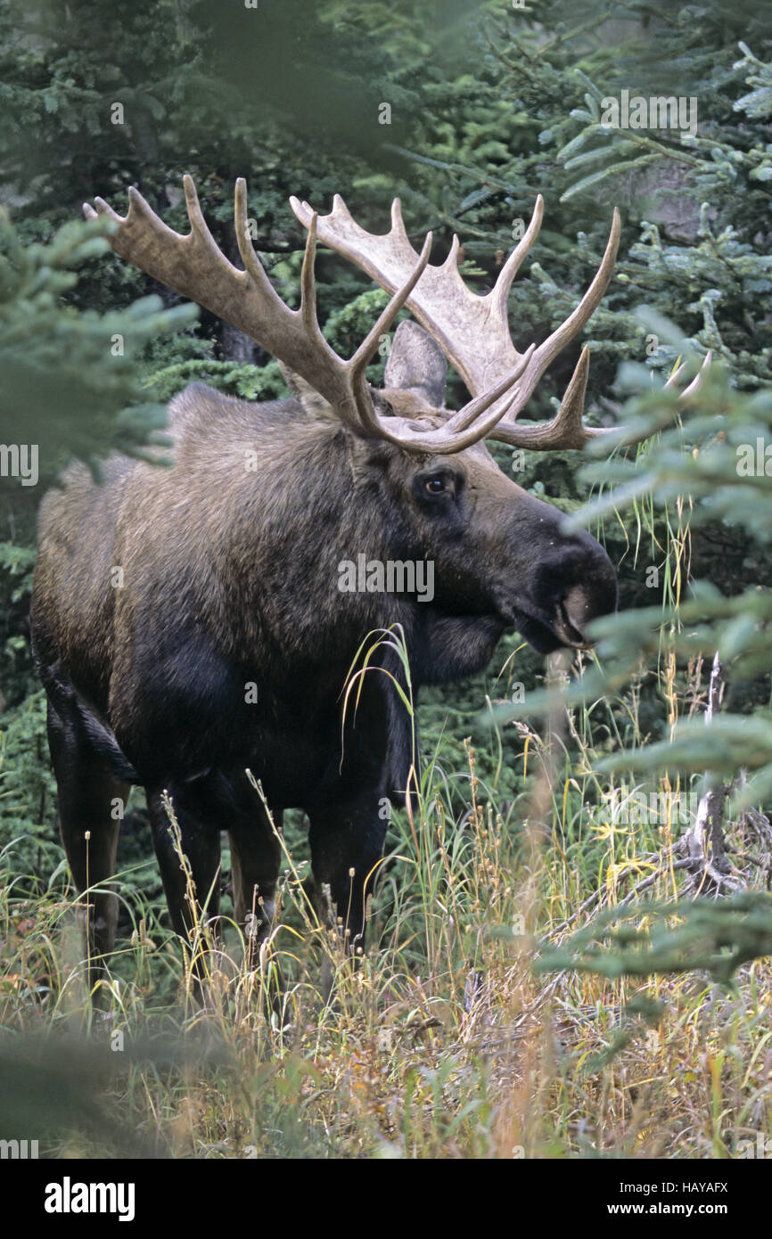 Bull Moose in the taiga - (Alaska Moose Stock Photo - Alamy
