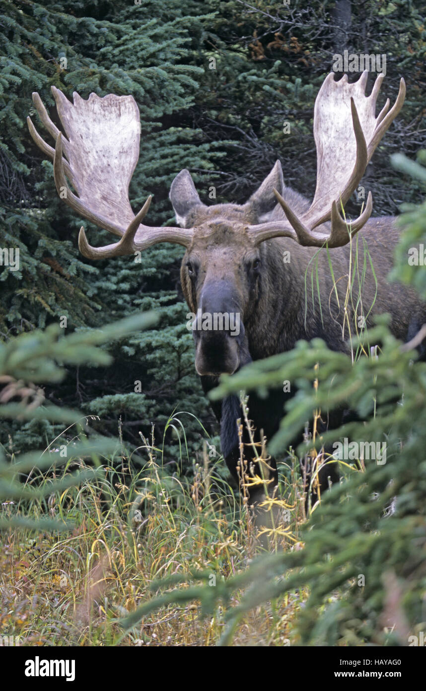 Bull Moose in the taiga - (Alaska Moose Stock Photo - Alamy