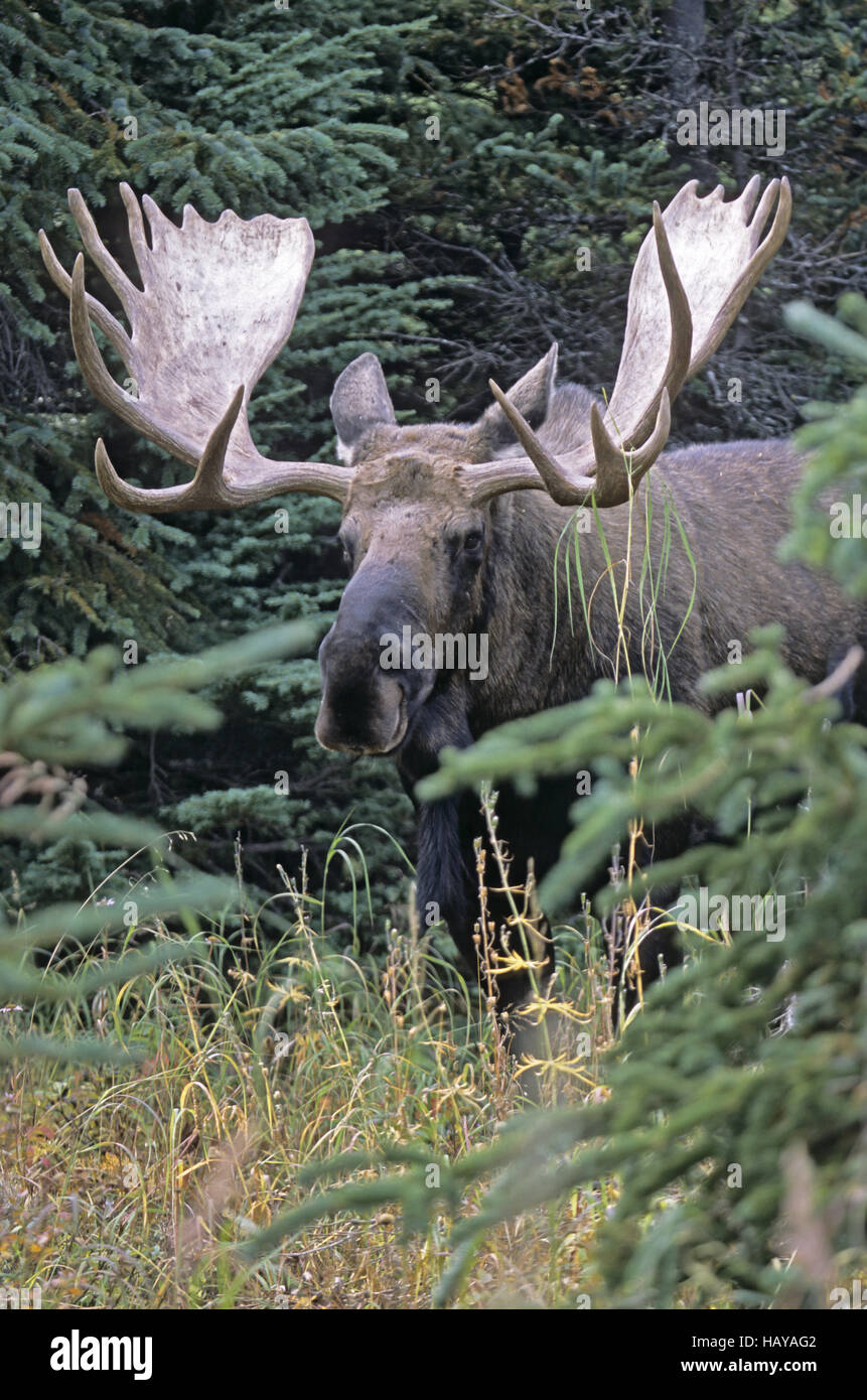 Bull Moose in the taiga - (Alaska Moose Stock Photo - Alamy