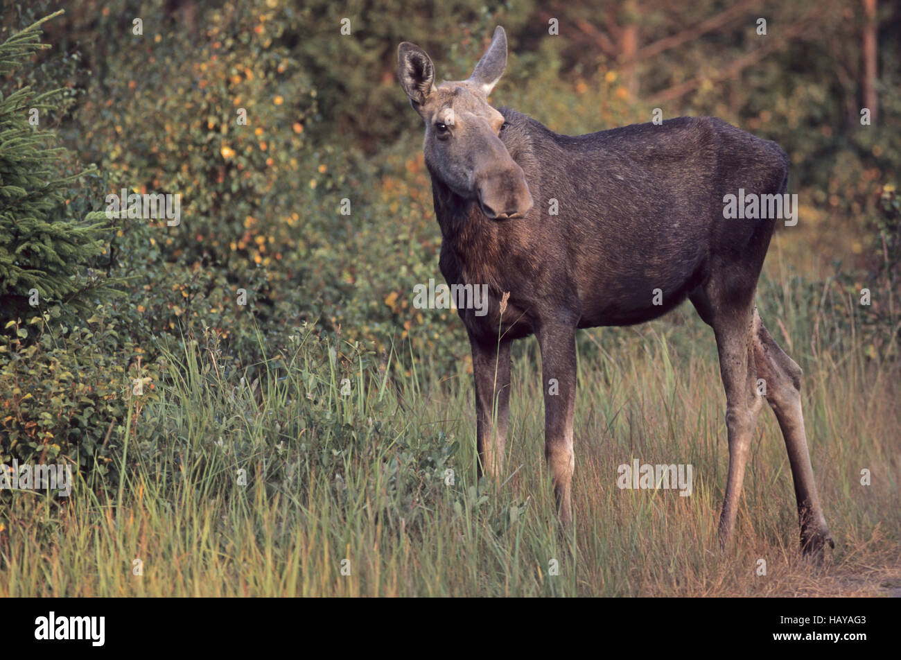 Cow Moose at Halleberg - (Eurasian Moose Stock Photo - Alamy