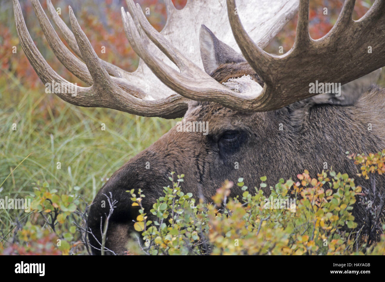 Bull Moose in portrait - (Alaska Moose Stock Photo - Alamy