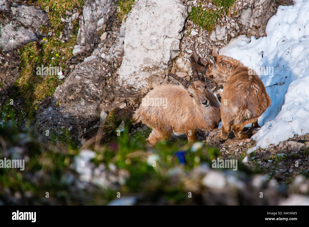 Ibexes hi-res stock photography and images - Alamy