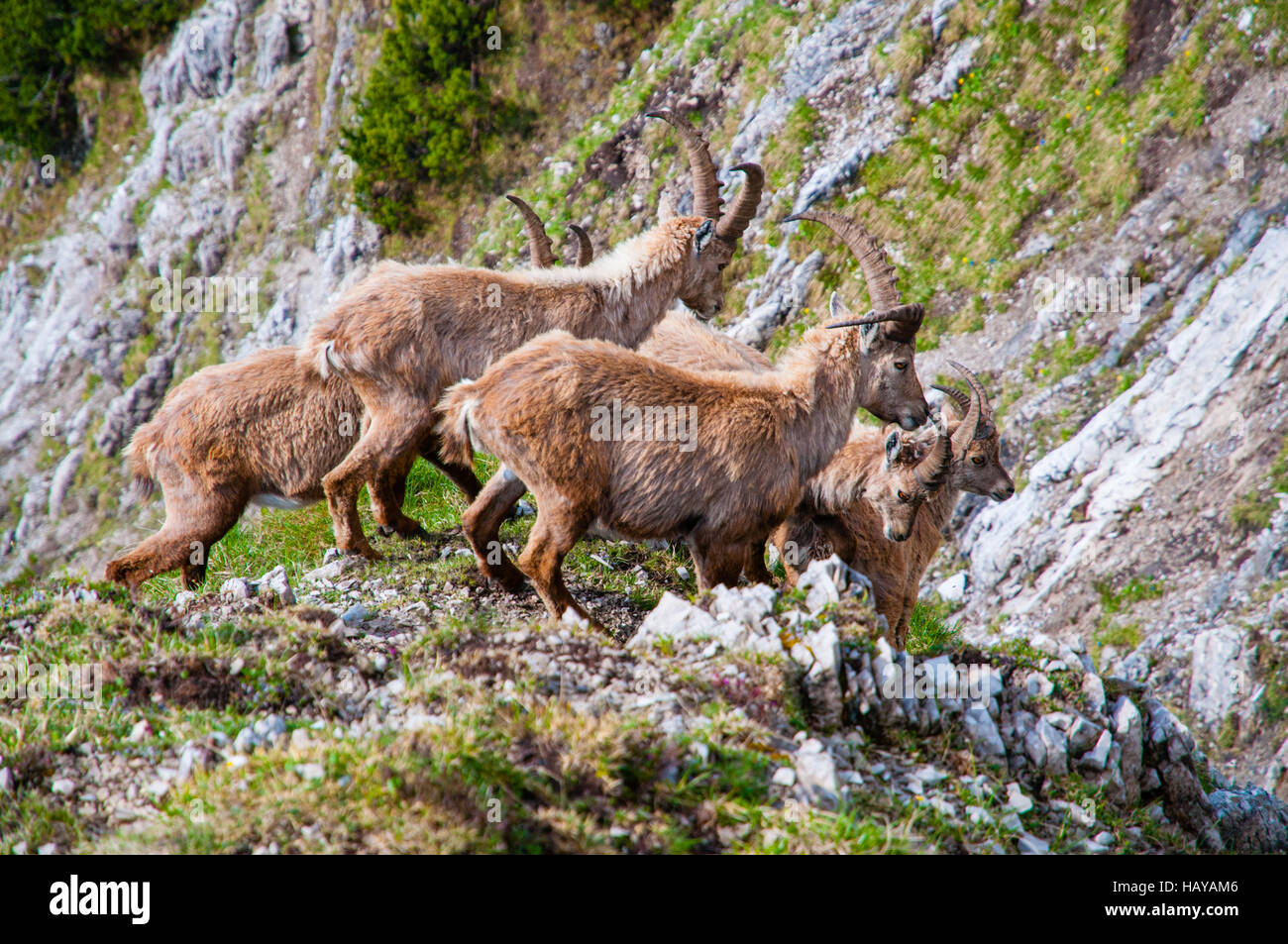 Ibexes hi-res stock photography and images - Alamy