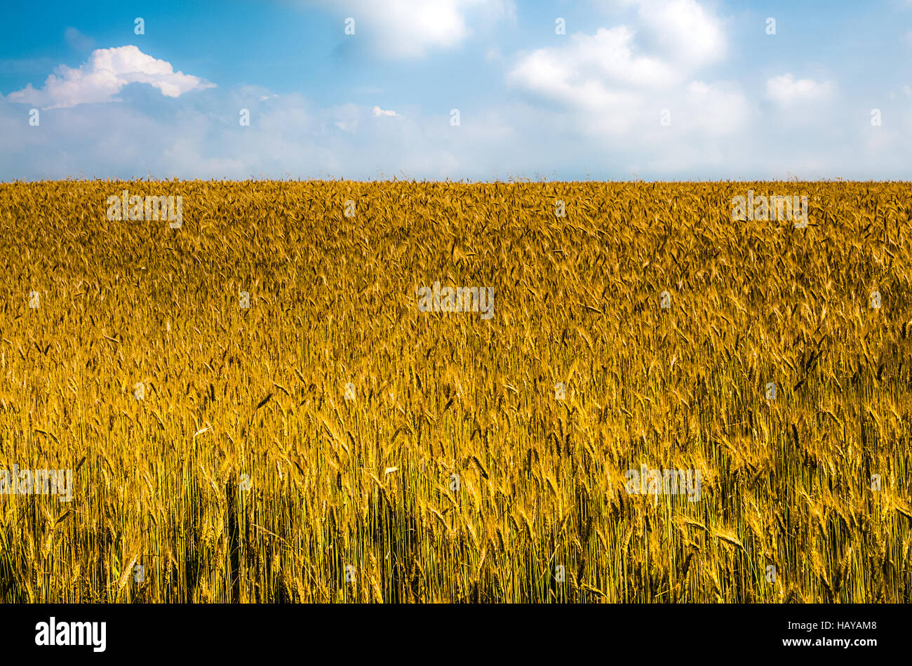 Cornfield pattern hi-res stock photography and images - Alamy