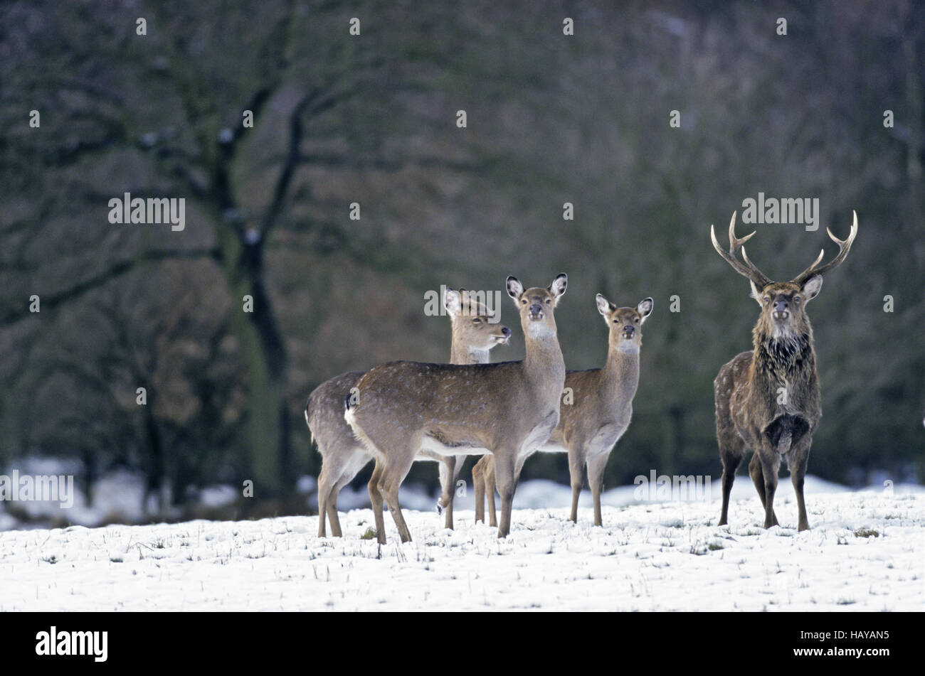Female deer in winter coats hi-res stock photography and images - Alamy