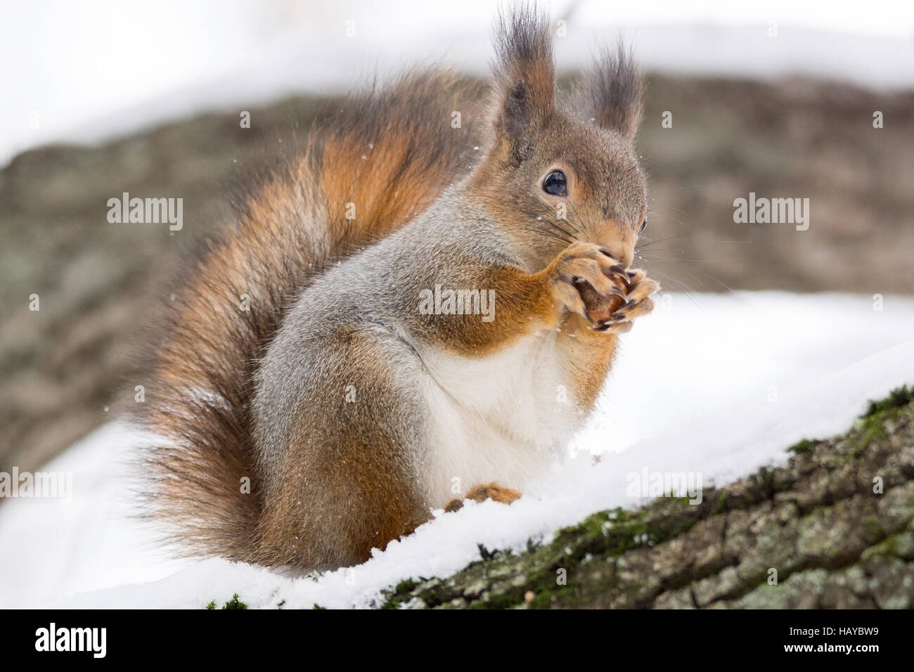 the photograph shows a squirrel on a tree Stock Photo - Alamy