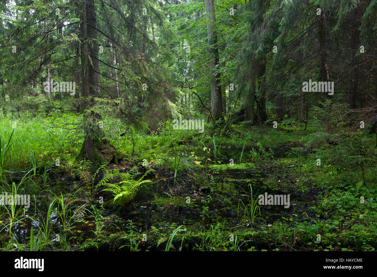 Rich riparian mixed stand in morning,Bialowieza Forest,Poland,Europe ...
