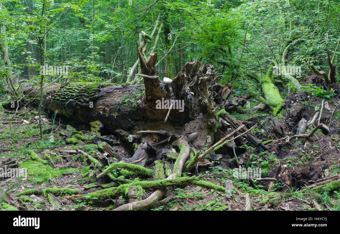 Broken oak tree trunk lying rain after among deciduous trees ...