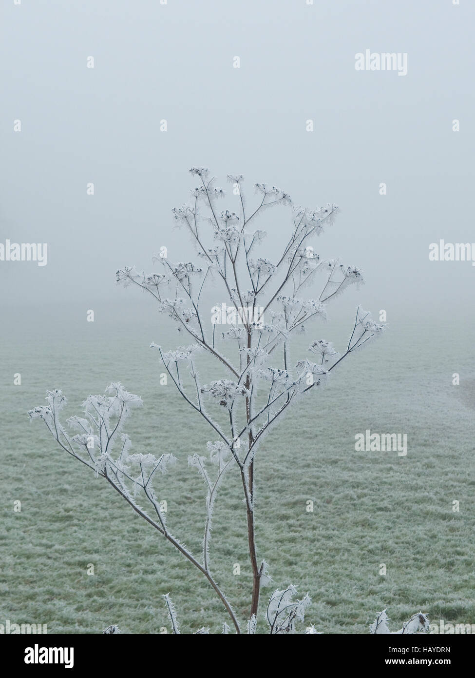 Frost weed hi-res stock photography and images - Alamy