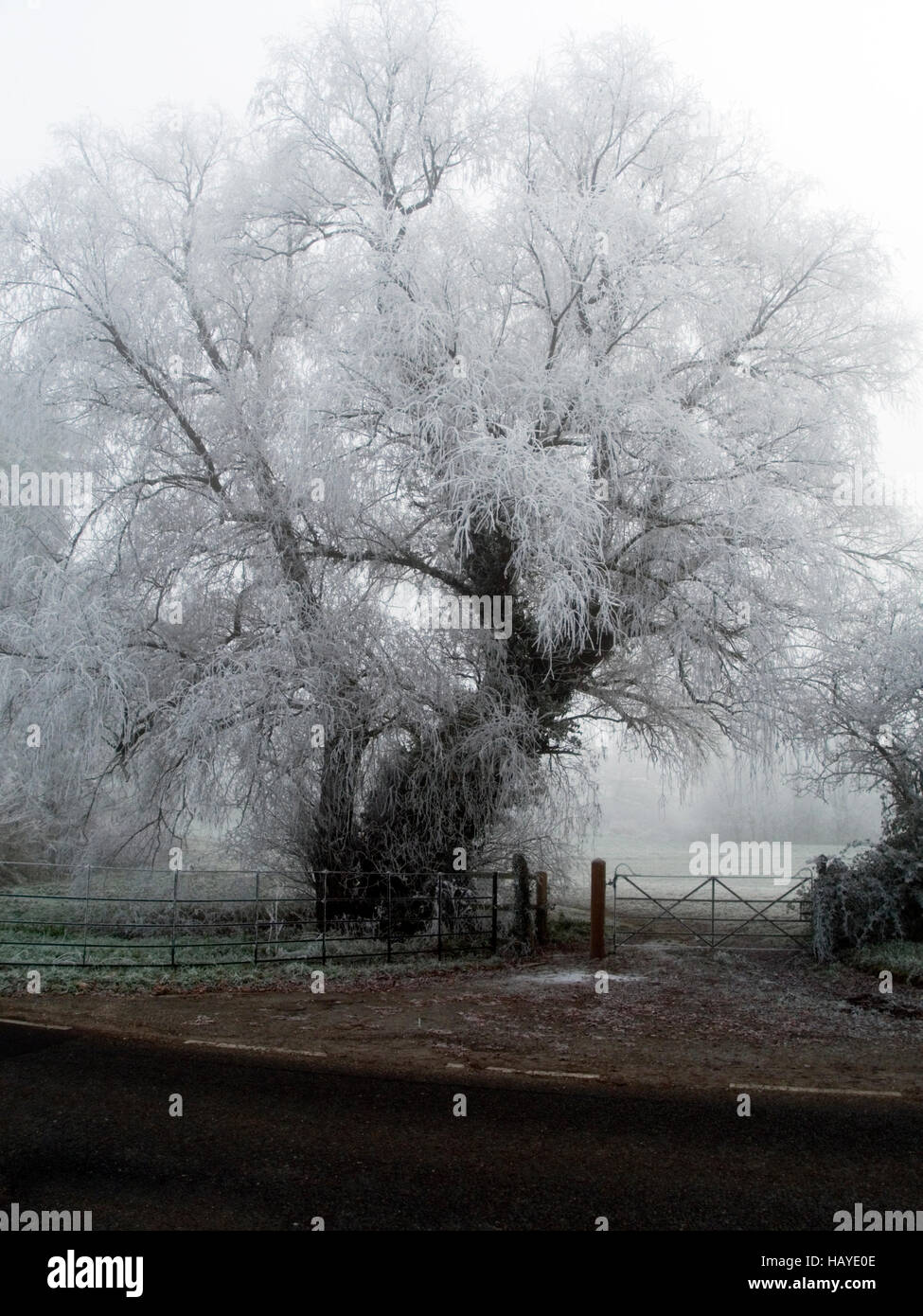 Frost tree gate hi-res stock photography and images - Alamy