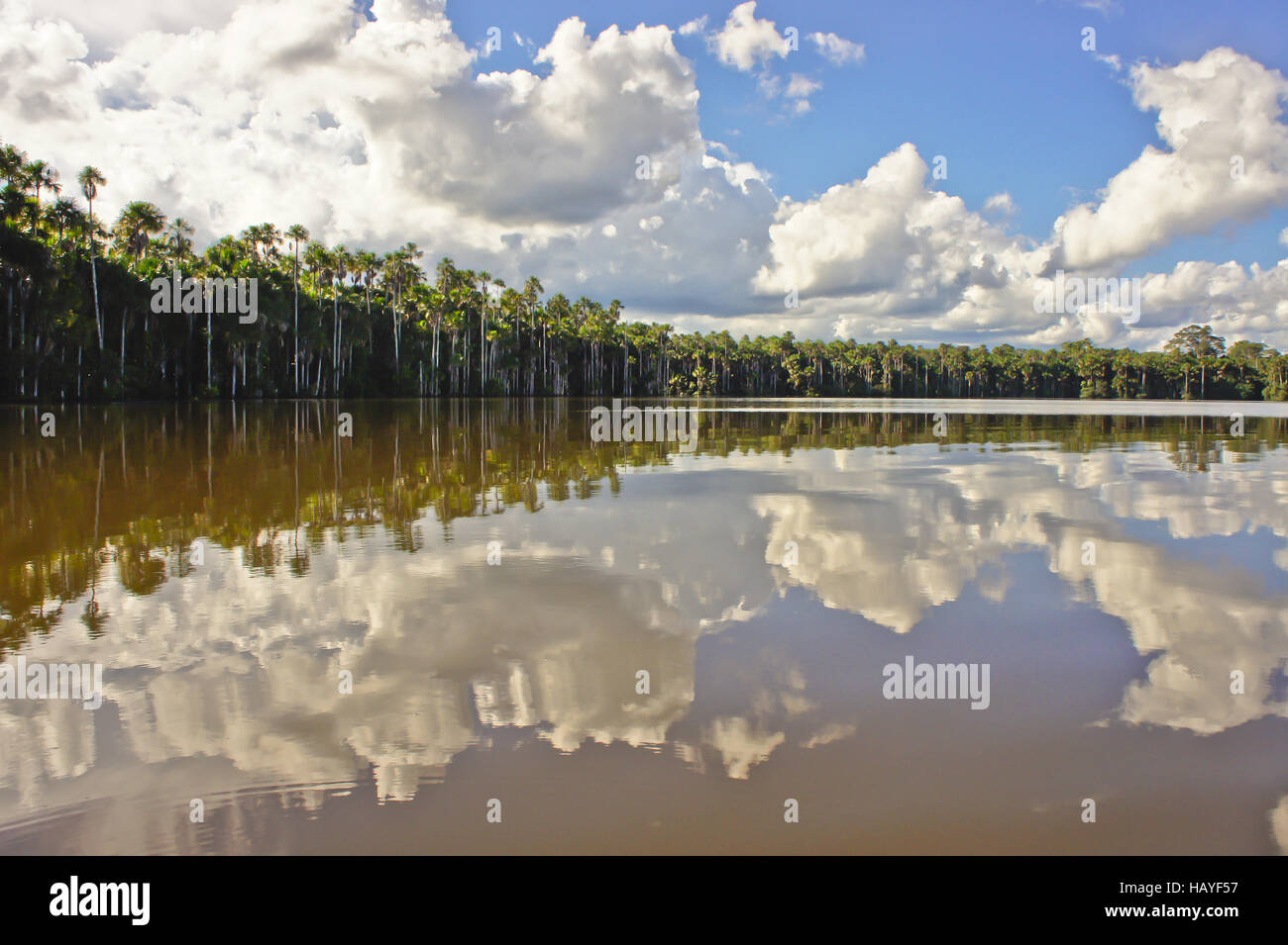 Amazon Basin, Tambopata National Park, Peru Stock Photo - Alamy