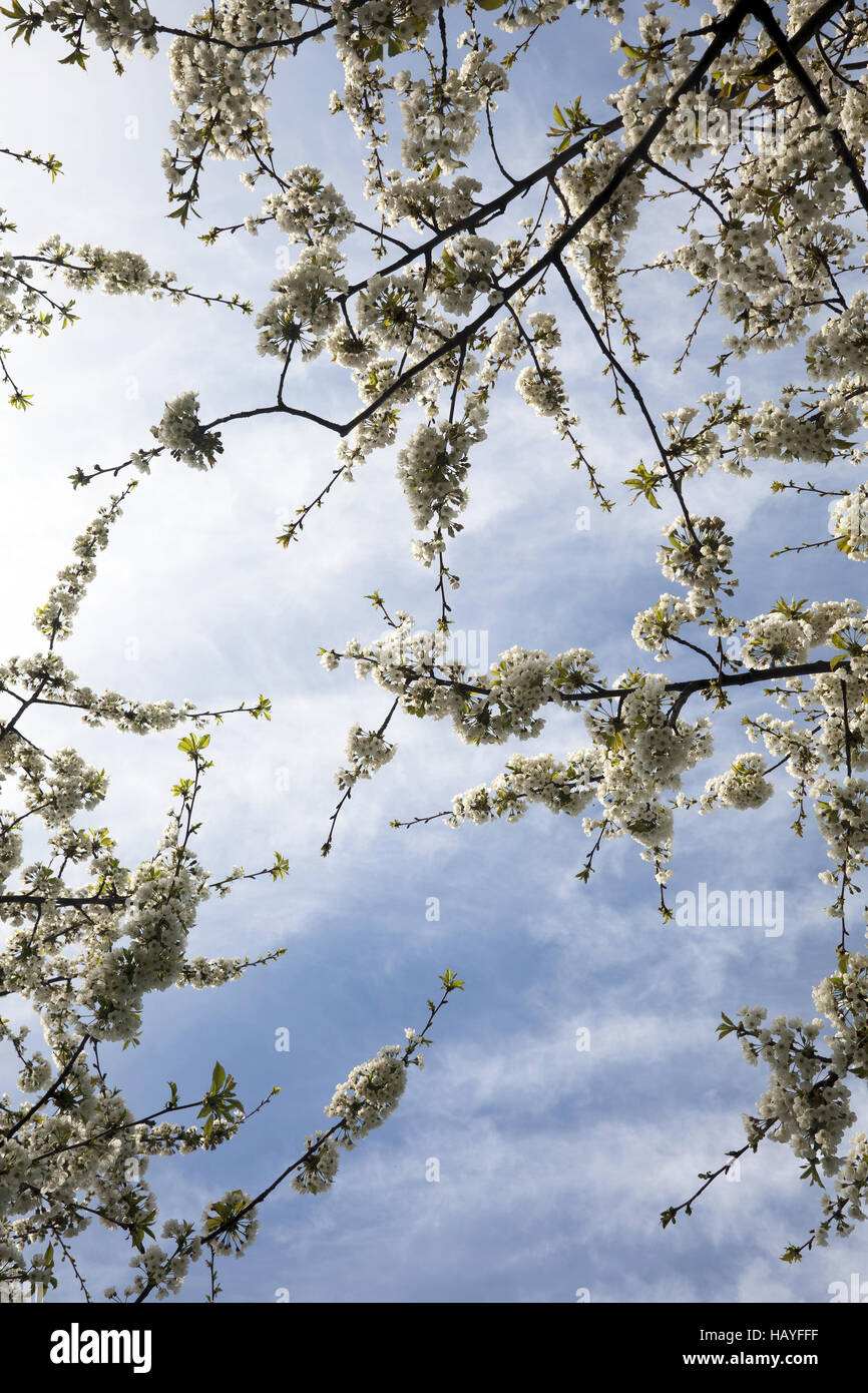 Cherry blo hi-res stock photography and images - Alamy
