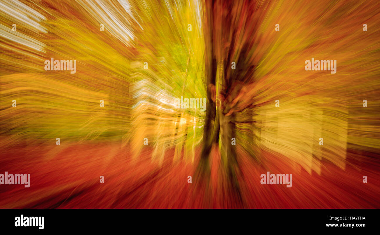 Abstract sunrays in the autumn forest Stock Photo - Alamy