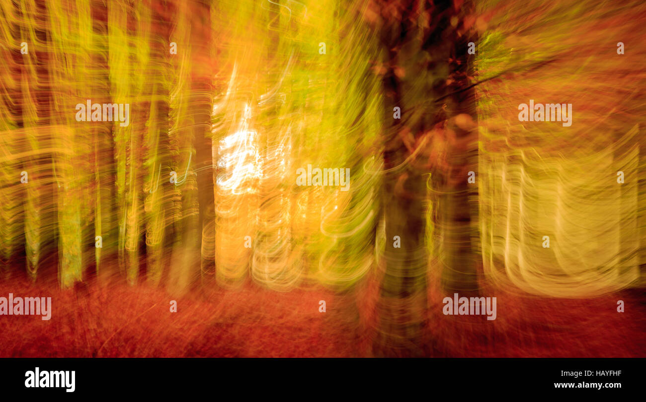 Abstract autumn forest hi-res stock photography and images - Alamy