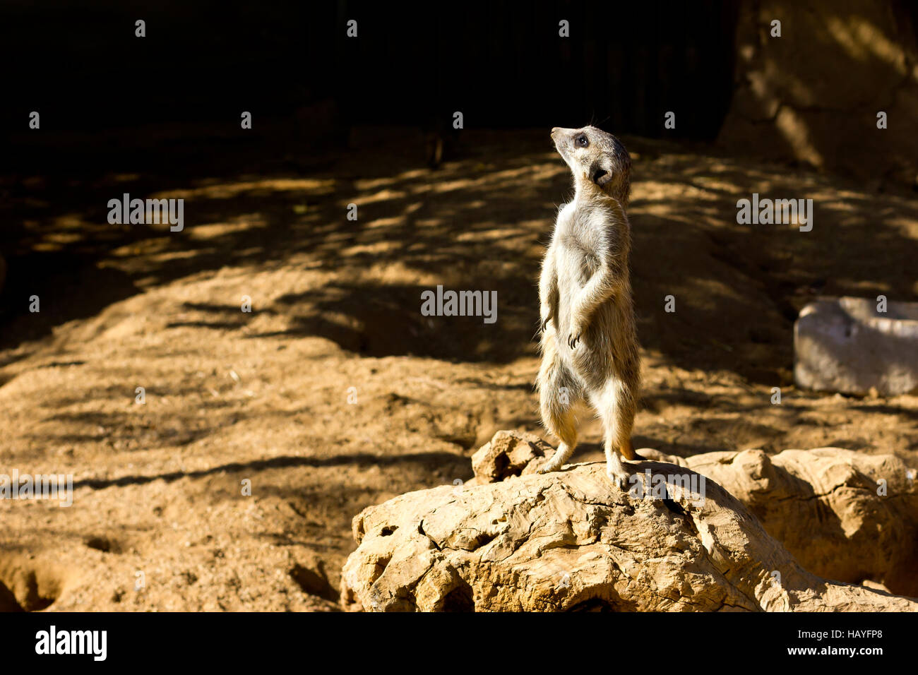 Meerkats Standing High Resolution Stock Photography and Images - Alamy