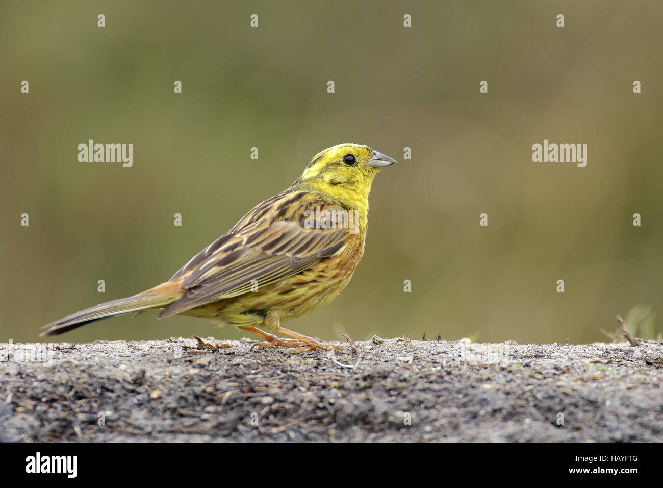 Goldammer yellowhammer emberiza citrinella bruant hi-res stock ...