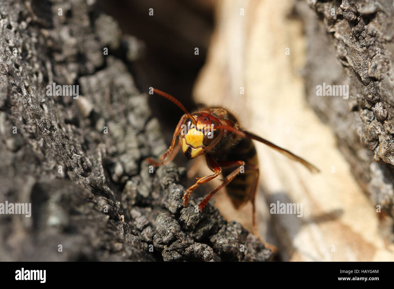 Insektenaugen hi-res stock photography and images - Alamy