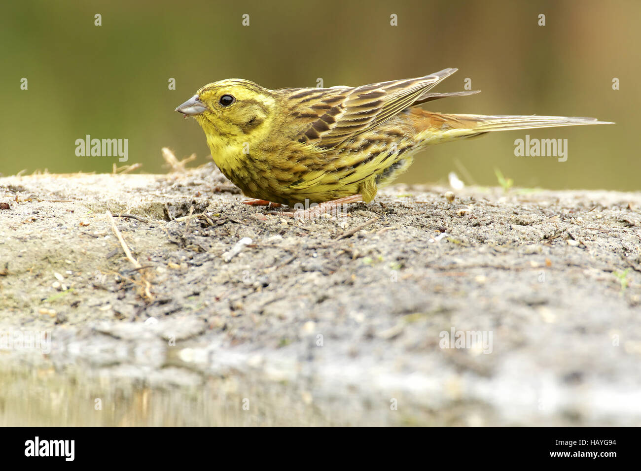 Goldammer yellowhammer emberiza citrinella bruant hi-res stock ...