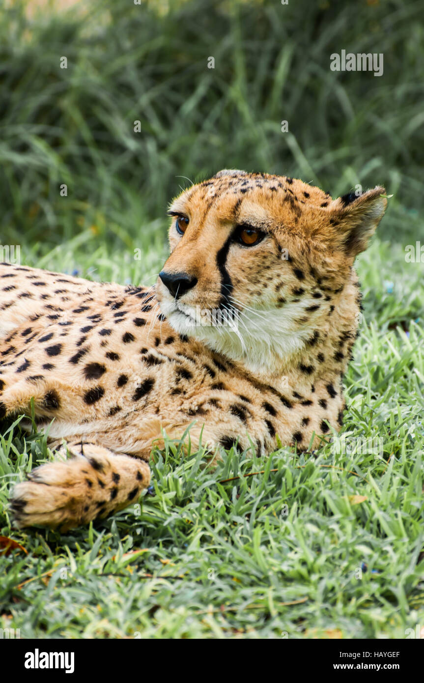 Large felid of the subfamily felinae hi-res stock photography and ...