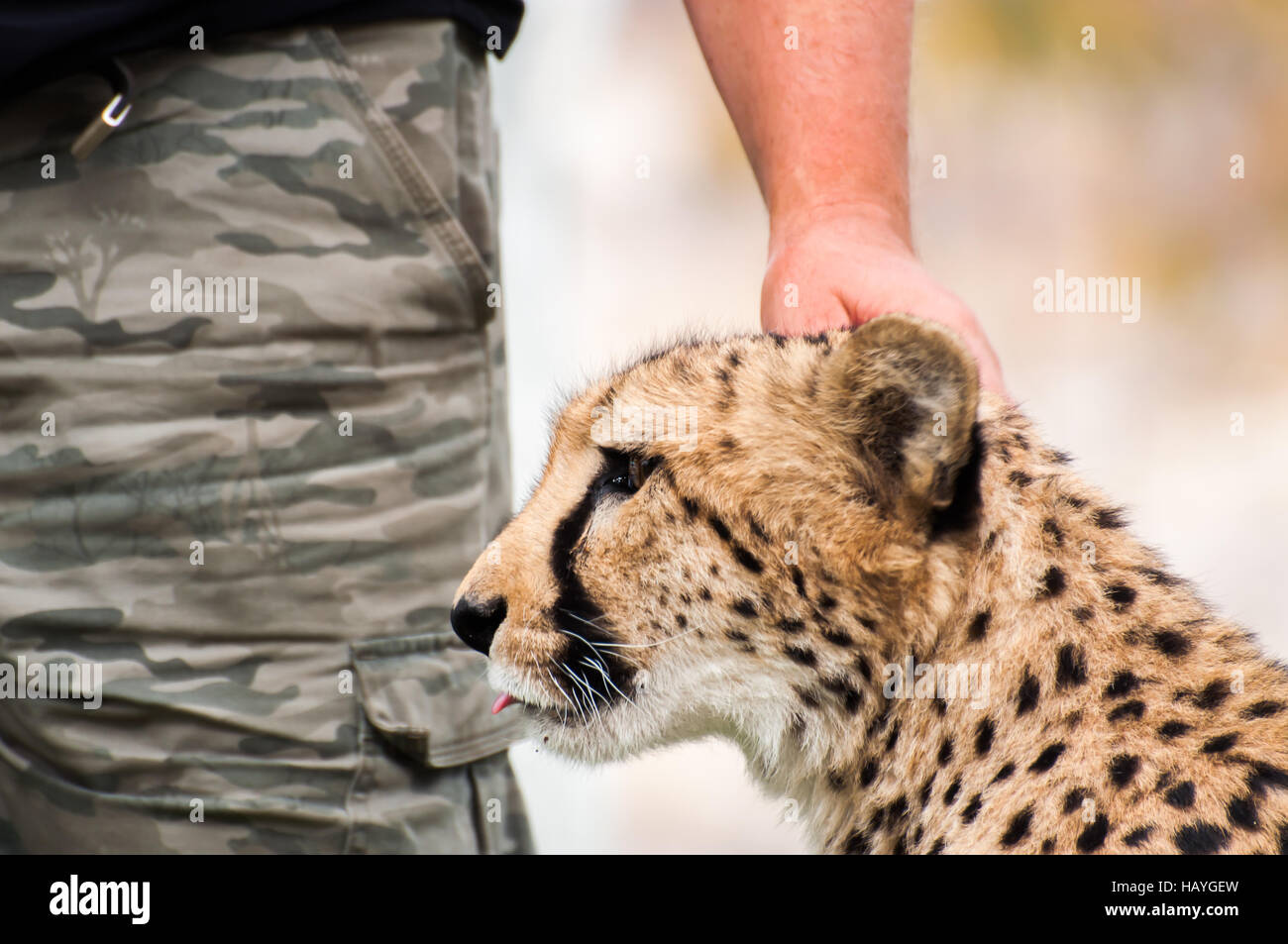Pet cheetah hi-res stock photography and images - Alamy