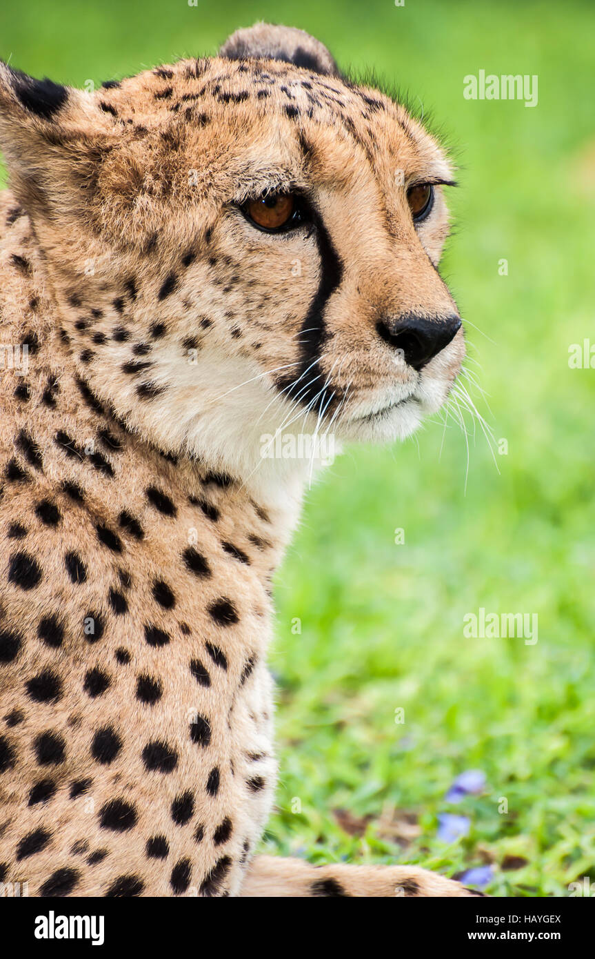 Subfamily felinae hi-res stock photography and images - Alamy