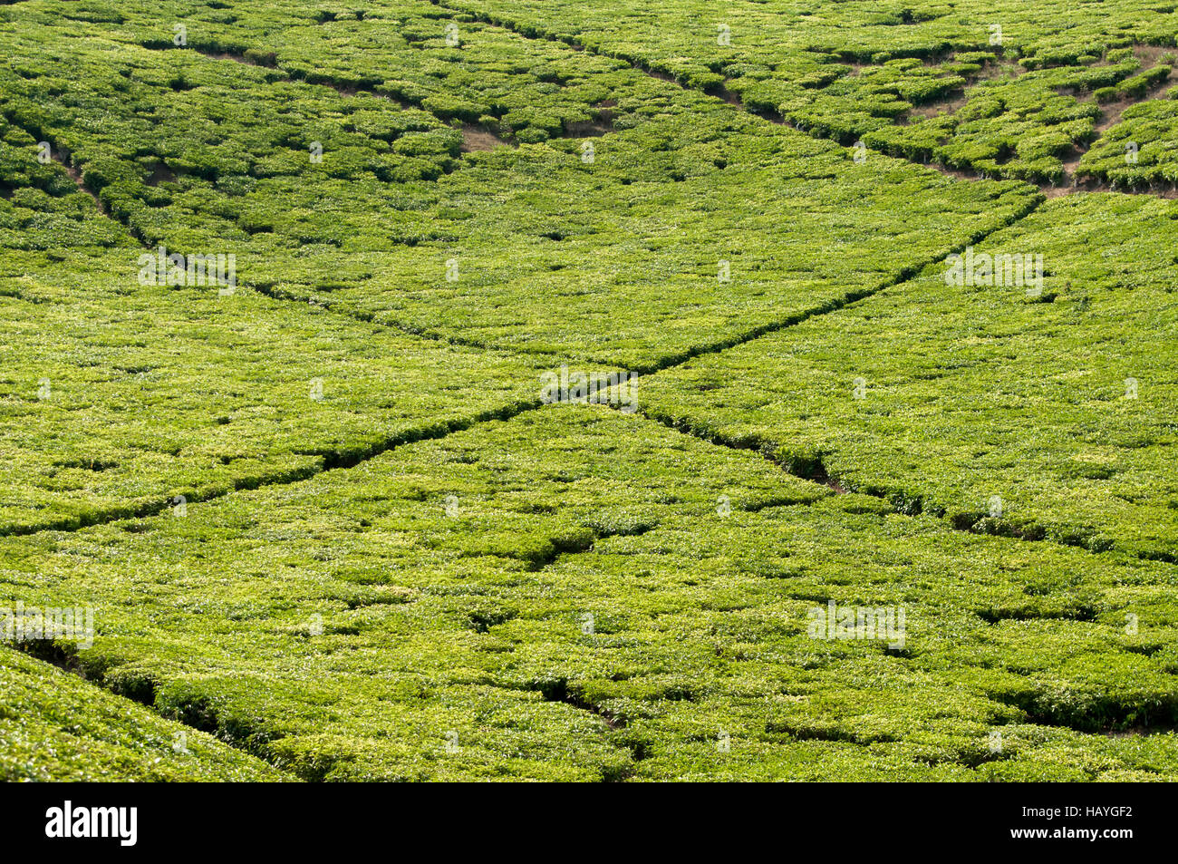 Tanzania tea plantation hi-res stock photography and images - Alamy