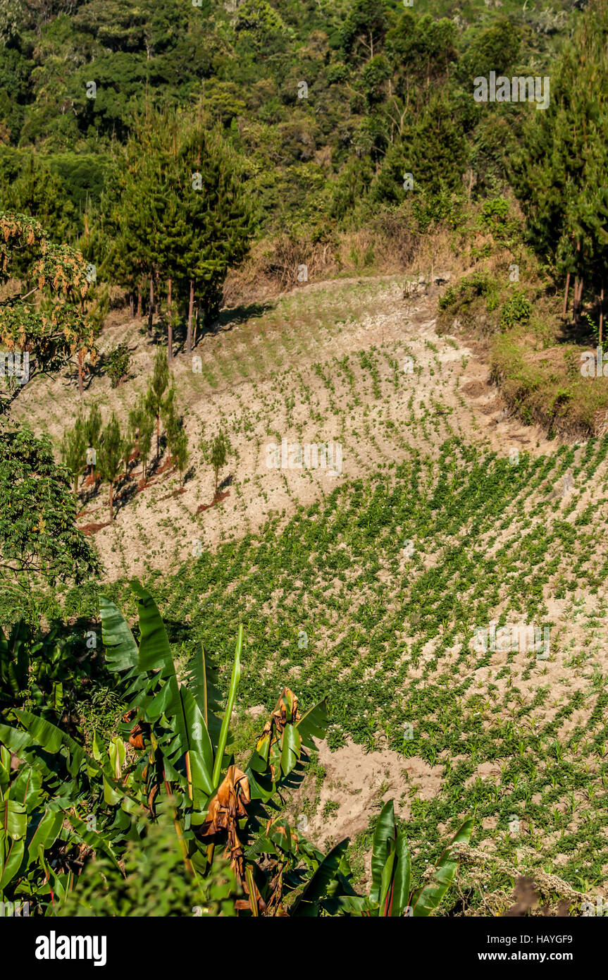 Potato fields hi-res stock photography and images - Alamy
