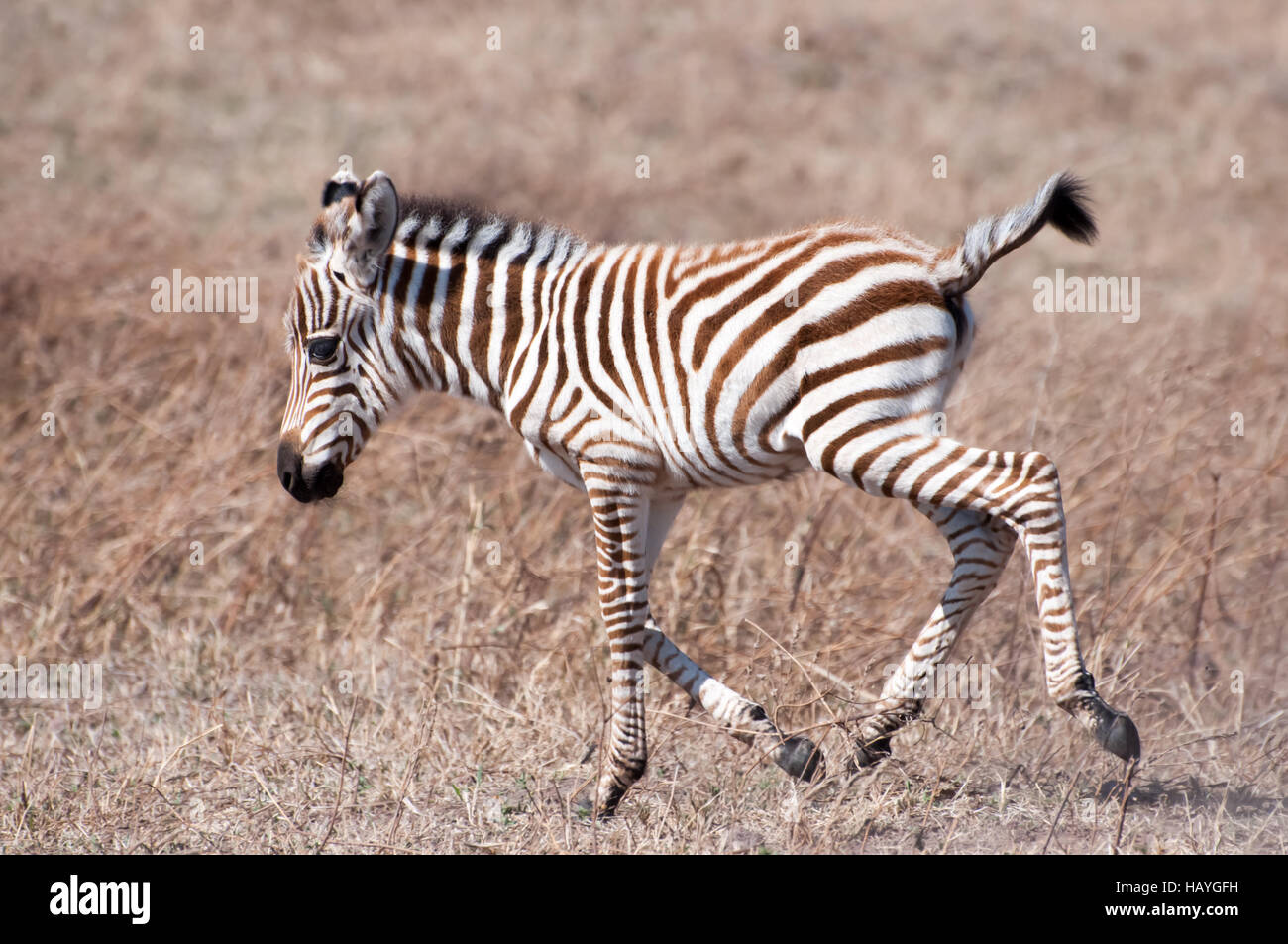 Baby zebra hi-res stock photography and images - Alamy