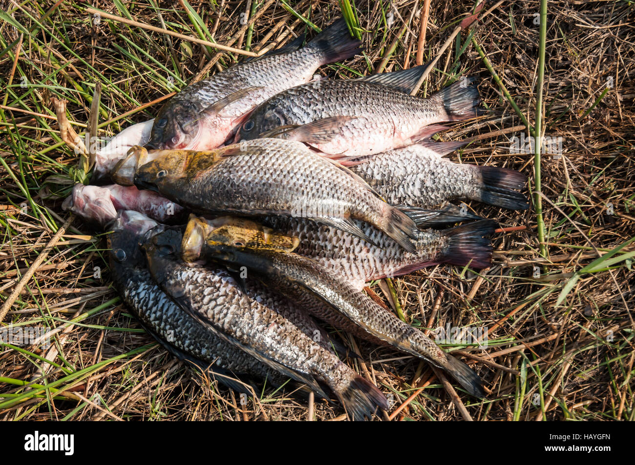 Catching tilapia fish hi-res stock photography and images - Alamy